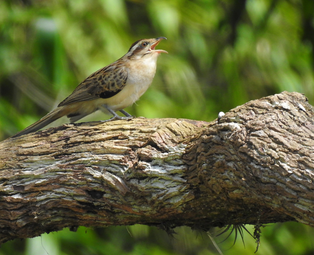 Foto saci (Tapera naevia) Por Marcelo Schmidt Roberti | Wiki Aves - A ...