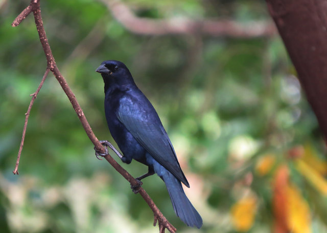 Foto chupim (Molothrus bonariensis) Por Isabella Abrão | Wiki Aves - A ...