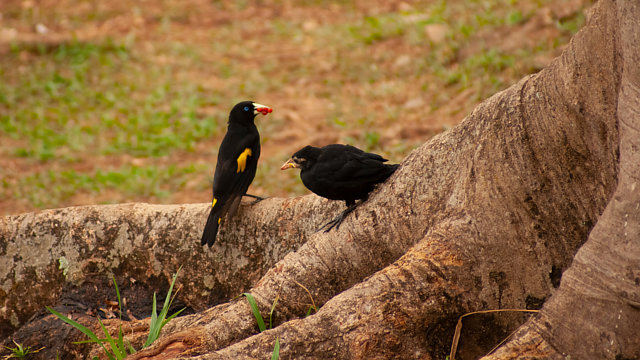 Foto xexéu (Cacicus cela) Por João D. Soares | Wiki Aves - A ...
