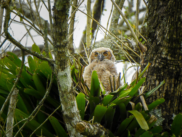 Foto jacurutu (Bubo virginianus) Por Alido Junior | Wiki Aves - A ...