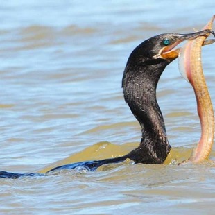 biguá (Nannopterum brasilianus) | WikiAves - A Enciclopédia das Aves do ...