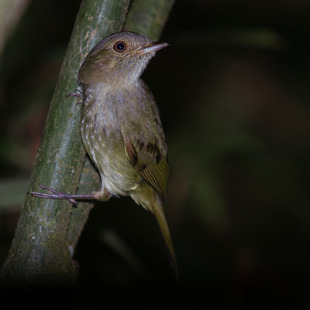 fruxu (Neopelma chrysolophum) | WikiAves - A Enciclopédia das Aves do ...
