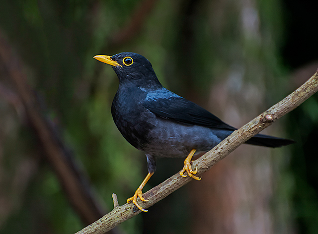 sabiá-una (Turdus flavipes) | WikiAves - A Enciclopédia das Aves do Brasil