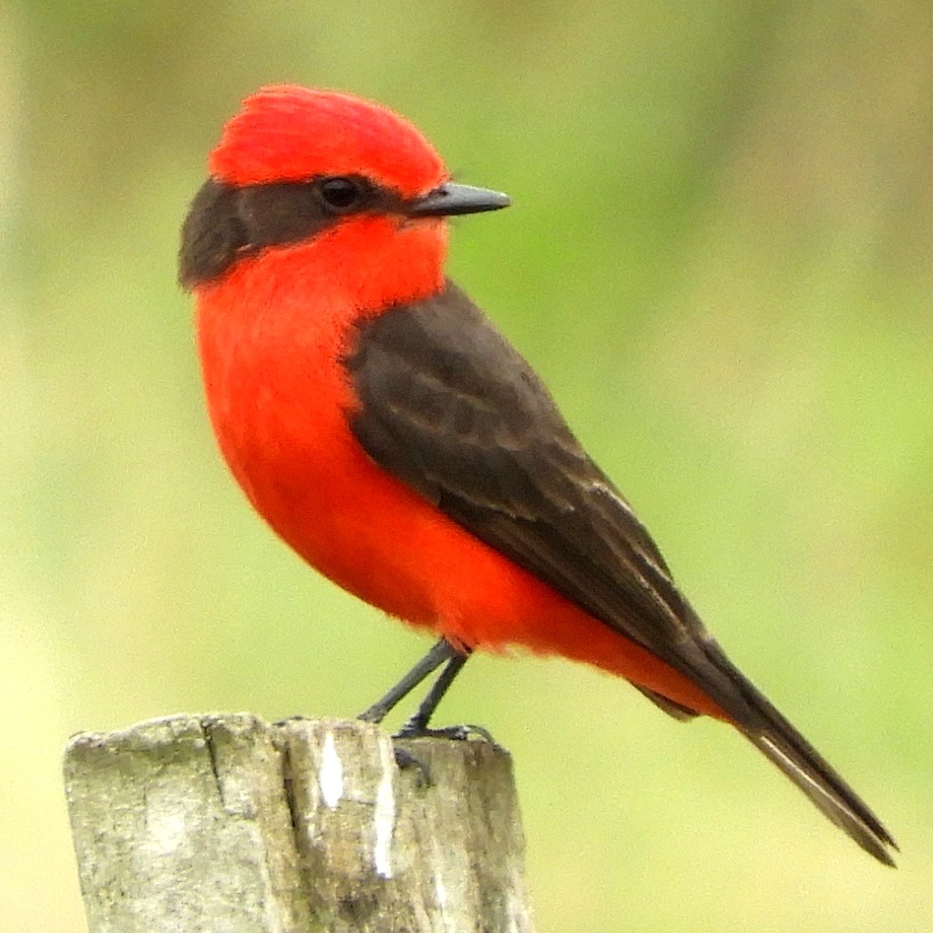 Foto príncipe (Pyrocephalus rubinus) Por Herman Hensberge | Wiki Aves ...