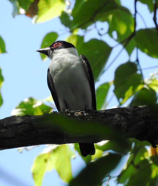 Foto anambé-branco-de-rabo-preto (Tityra cayana) Por Irene Gabriel ...