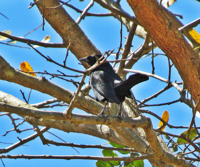 Foto chupim (Molothrus bonariensis) Por César P. Souza | Wiki Aves - A ...