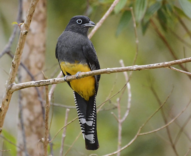Foto surucuá-de-barriga-amarela (Trogon viridis) Por Maicon Molina ...