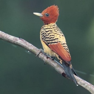 pica-pau-do-parnaíba (Celeus obrieni) | WikiAves - A Enciclopédia das ...