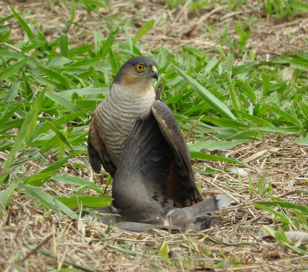 Foto tauató-miúdo (Accipiter striatus) Por Nelson Wisnik | Wiki Aves ...
