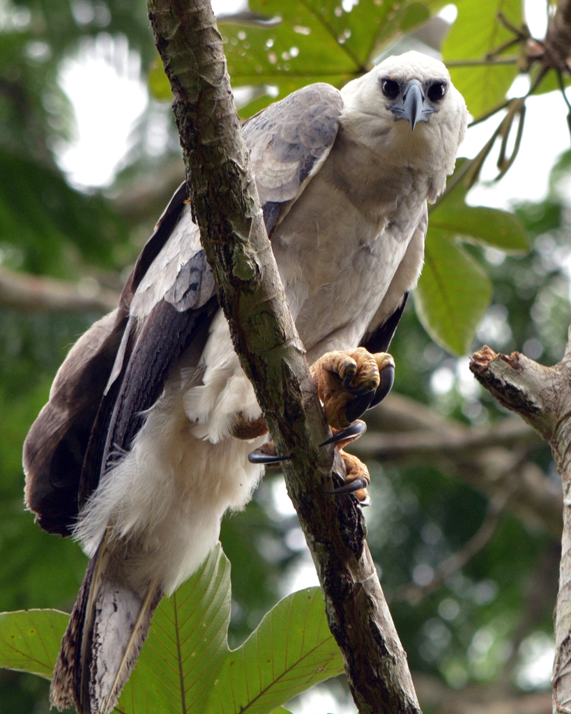 Foto gavião-real (Harpia harpyja) Por Fernando Bittencourt | Wiki Aves ...
