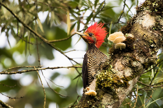 Foto pica-pau-de-cara-canela (Celeus galeatus) Por Luiz Anjos | Wiki Aves - A Enciclopédia das ...