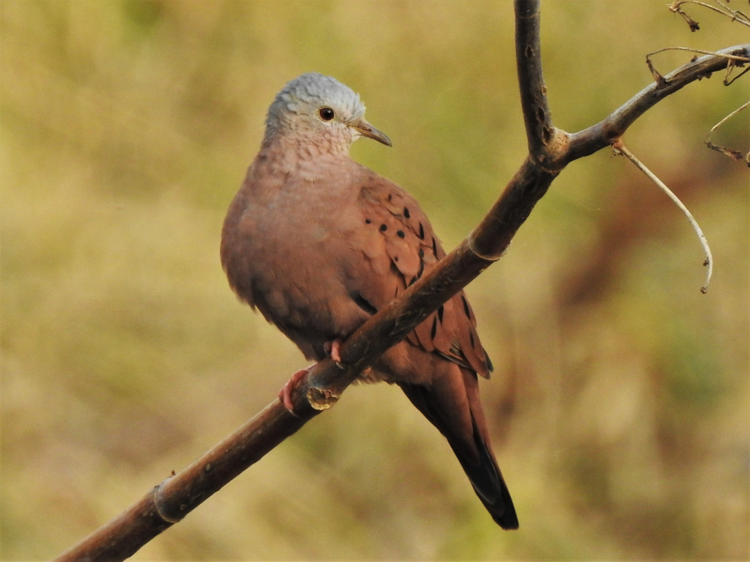 Foto rolinha-roxa (Columbina talpacoti) Por Melissa Alves | Wiki Aves ...