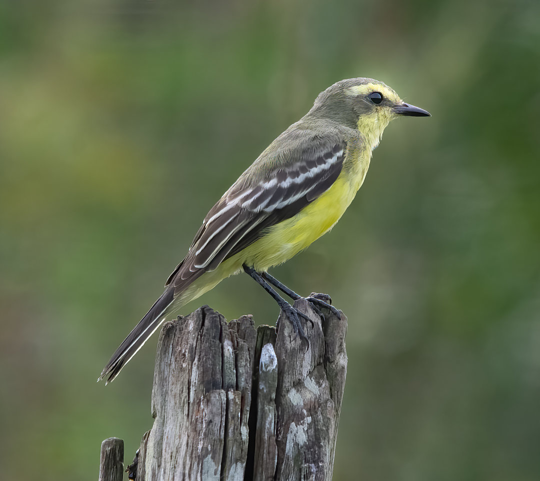 Foto suiriri-pequeno (Satrapa icterophrys) Por Fabyano Costa | Wiki ...