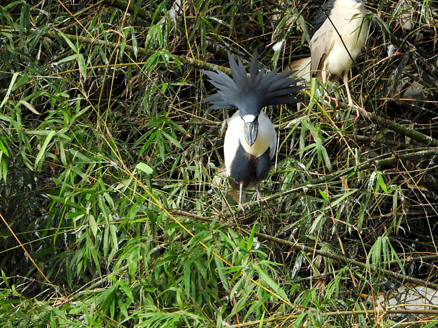 Foto arapapá (Cochlearius cochlearius) Por Nilo Stephan | Wiki Aves - A ...