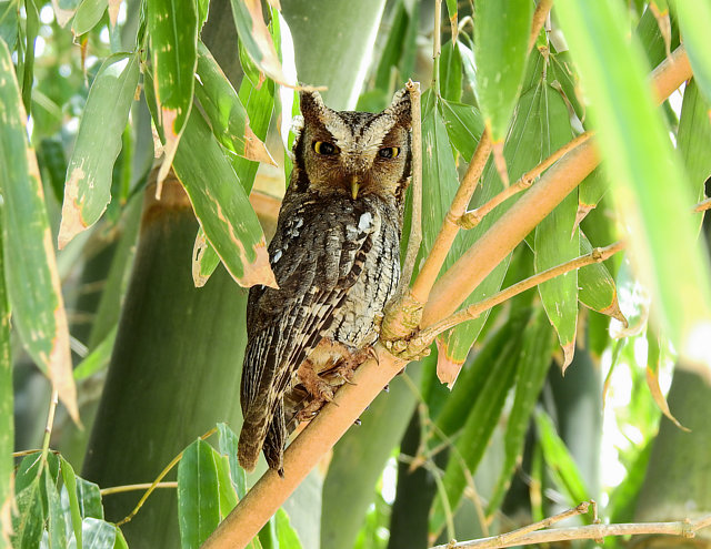 Foto corujinha-do-mato (Megascops choliba) Por Lawrence Rabelo De ...