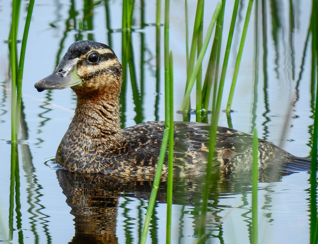 Foto marreca-caucau (Nomonyx dominicus) Por Lawrence Rabelo De Almeida ...
