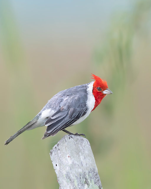Foto cardeal (Paroaria coronata) Por Lucas Klassmann | Wiki Aves - A ...