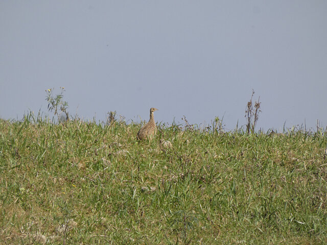 Foto codorna-amarela (Nothura maculosa) Por Patrícia Thomas | Wiki Aves ...