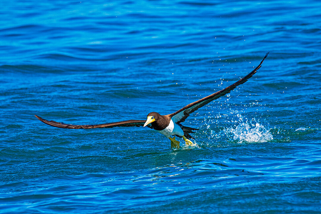Foto atobá-pardo (Sula leucogaster) Por Marcelo Müller (Müller) | Wiki ...