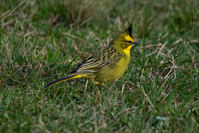 Foto cardeal-amarelo (Gubernatrix cristata) Por Aluisio Ribeiro | Wiki ...
