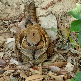bacurau (Nyctidromus albicollis) | WikiAves - A Enciclopédia das Aves ...