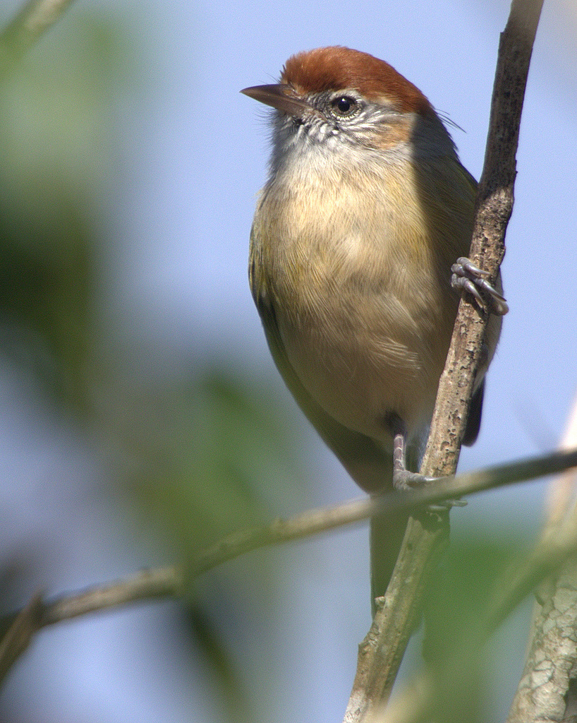 Foto vite-vite-de-olho-cinza (Hylophilus amaurocephalus) Por Petronio ...