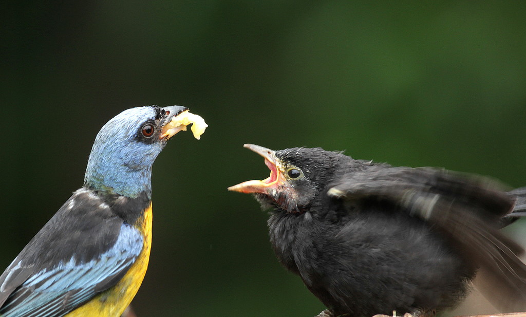 Foto chupim (Molothrus bonariensis) Por Valdemiro Schauren | Wiki Aves ...