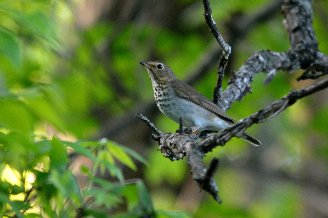 Foto sabiazinho-de-óculos (Catharus swainsoni) Por Rodrigo Ferronato ...