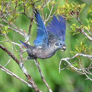 maitaca-roxa (Pionus fuscus) | WikiAves - A Enciclopédia das Aves do Brasil