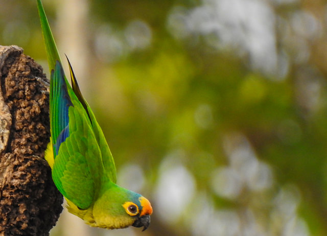Foto periquito-rei (Eupsittula aurea) Por Luiz Anelli | Wiki Aves - A ...