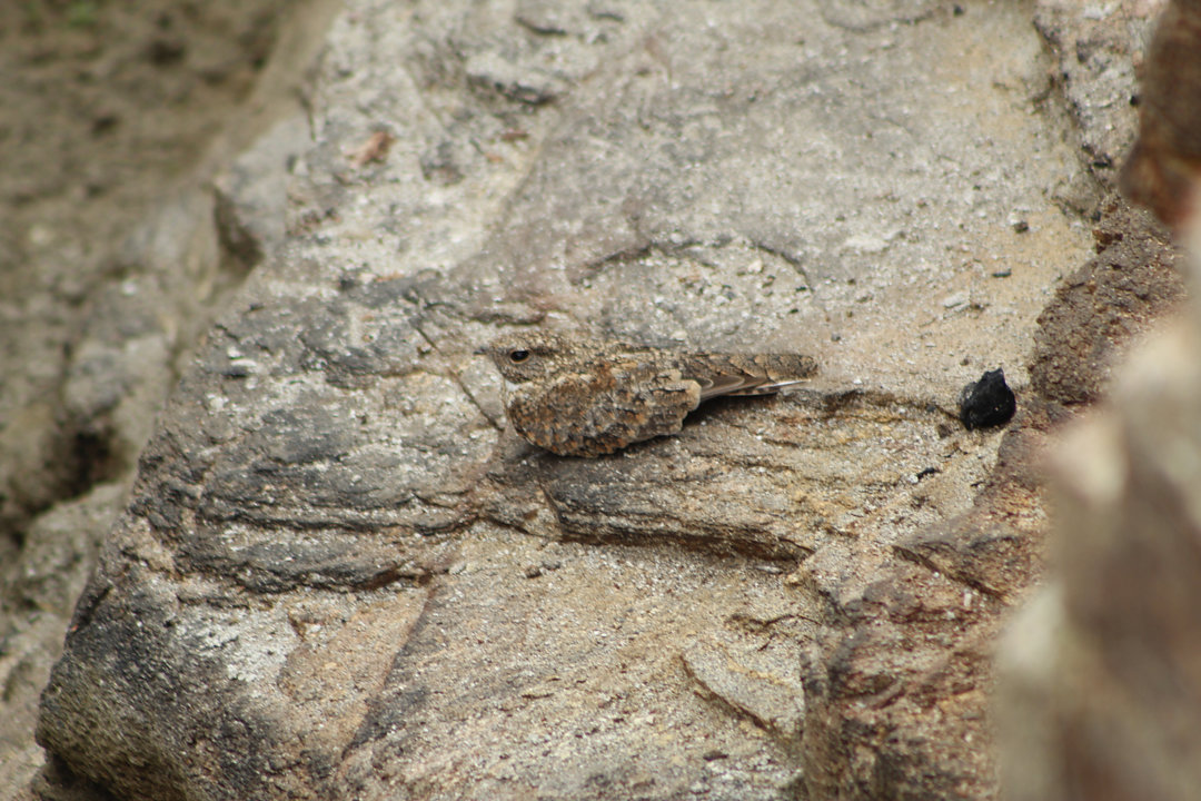 Foto bacurauzinho-da-caatinga (Nyctidromus hirundinaceus) Por Ian ...