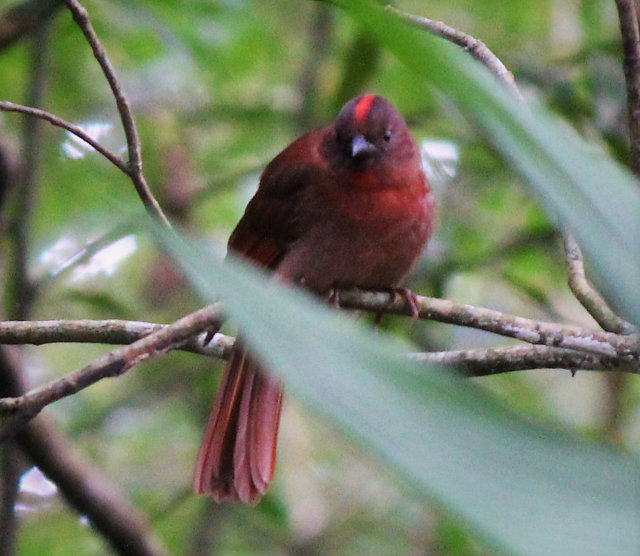 Foto tiê-de-bando (Habia rubica) Por Pousada Laura e Emílio | Wiki Aves ...