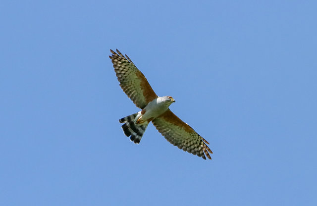Foto gavião-bombachinha (Harpagus diodon) Por Franciel Gomes | Wiki ...