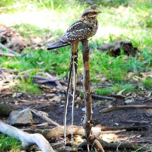 bacurau-tesoura (Hydropsalis torquata) | WikiAves - A Enciclopédia das ...