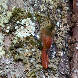 arapaçu-rabudo (Deconychura longicauda) | WikiAves - A Enciclopédia das ...