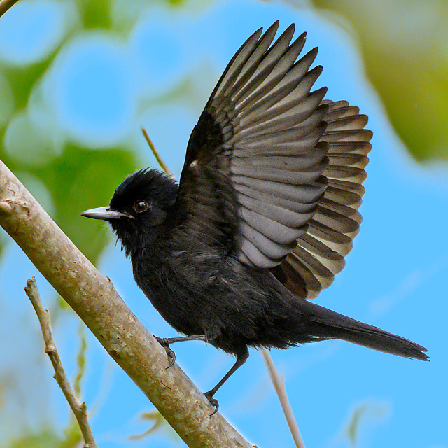 maria-preta-ribeirinha (Knipolegus orenocensis) | WikiAves - A ...