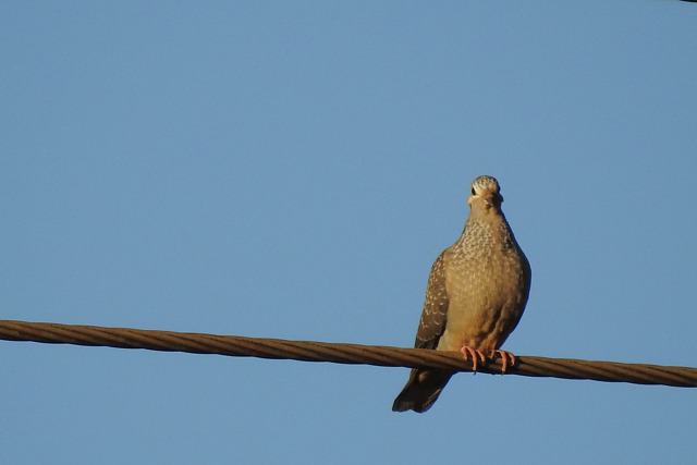 Foto avoante (Zenaida auriculata) Por Priscila C. Almeida | Wiki Aves ...