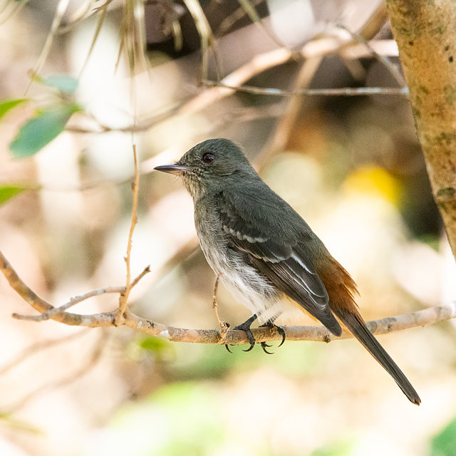 Foto Knipolegus sp. (Knipolegus sp.) Por Nina Wenoli | Wiki Aves - A ...