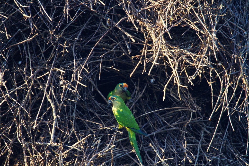 Foto periquito-rei (Eupsittula aurea) Por Alvaro Ameno | Wiki Aves - A ...