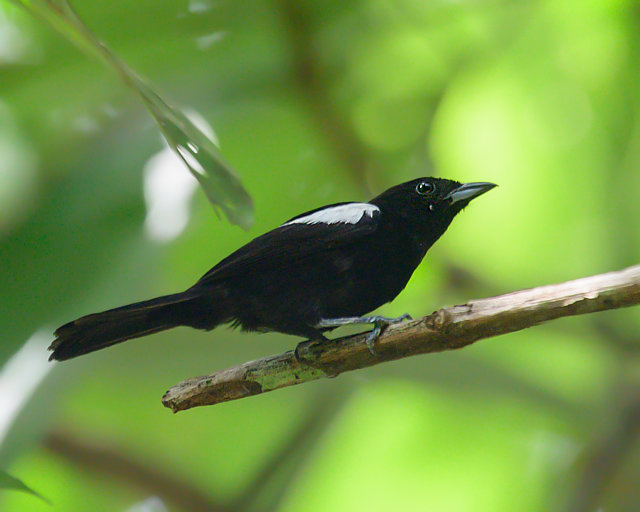 Foto tem-tem-de-dragona-branca (Loriotus luctuosus) Por Lucas Klassmann | Wiki Aves - A ...