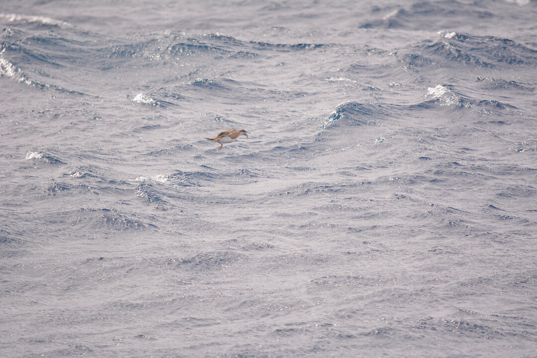 Foto cagarra-de-cabo-verde (Calonectris edwardsii) Por Leonardo Schuch ...