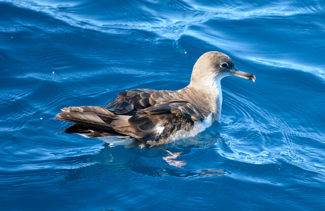 Foto cagarra-de-cabo-verde (Calonectris edwardsii) Por Leonardo Schuch ...