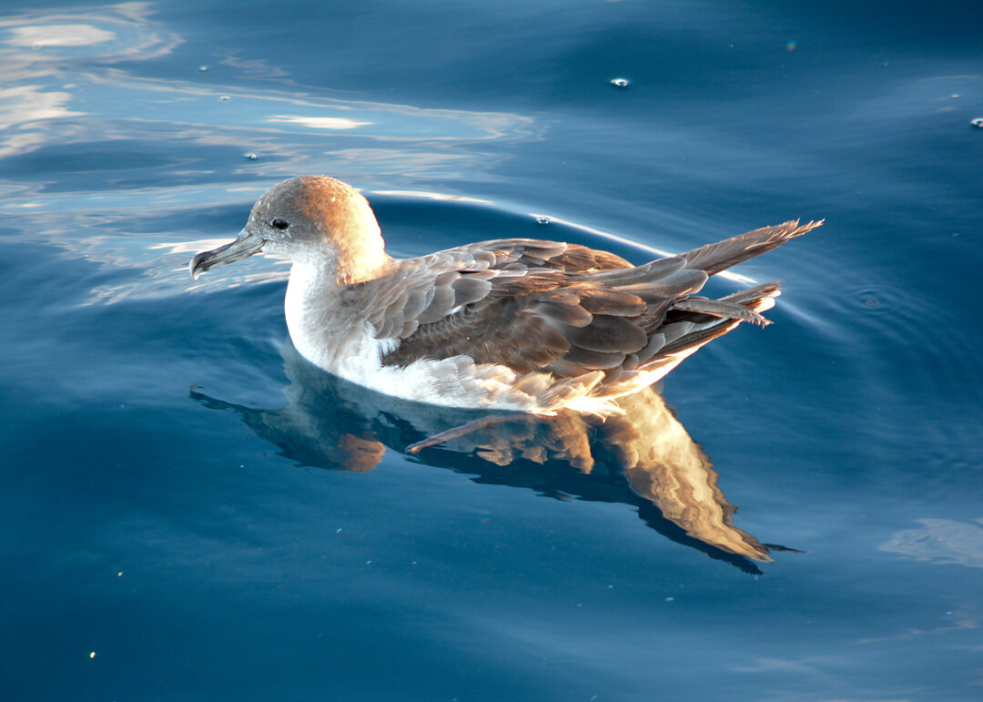 Foto cagarra-de-cabo-verde (Calonectris edwardsii) Por Leonardo Schuch ...