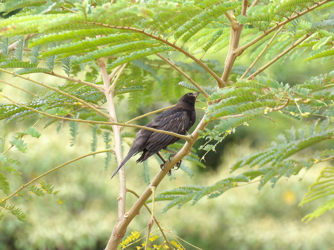 Foto chupim (Molothrus bonariensis) Por Daniel S. Sales | Wiki Aves - A Enciclopédia das Aves do ...
