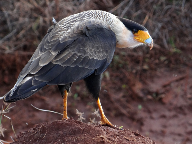 Foto carcará (Caracara plancus) Por Vanildo Cesar Muzi | Wiki Aves - A ...