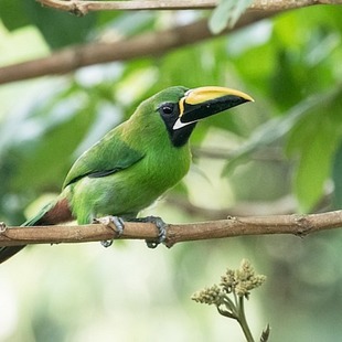 Ramphastidae | WikiAves - A Enciclopédia das Aves do Brasil