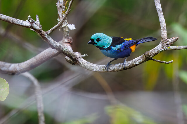Foto saíra-pintor (Tangara fastuosa) Por Mario Polidoro | Wiki Aves - A ...