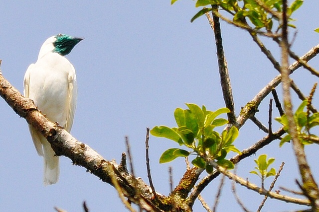 Foto araponga (Procnias nudicollis) Por Adilson Constantini | Wiki Aves ...