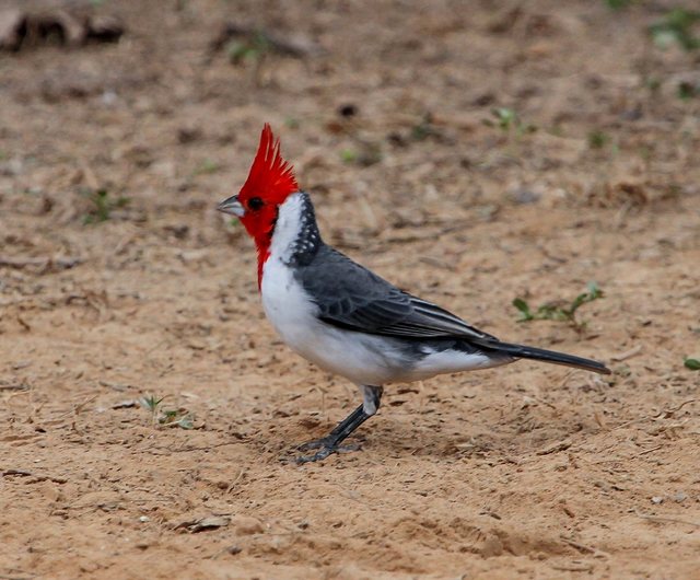 Foto cardeal (Paroaria coronata) Por André Mendonça | Wiki Aves - A ...