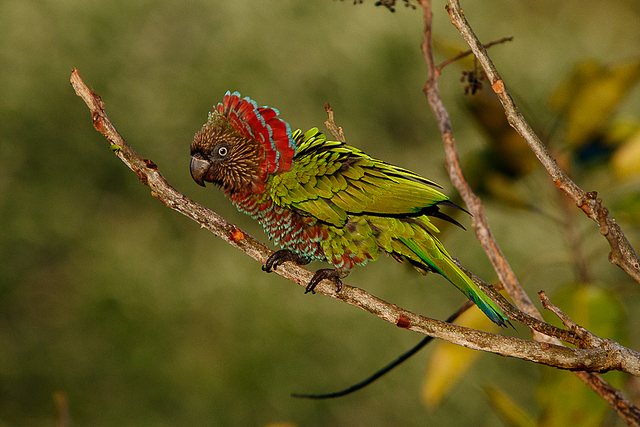 anacã (Deroptyus accipitrinus) | WikiAves - A Enciclopédia das Aves do ...